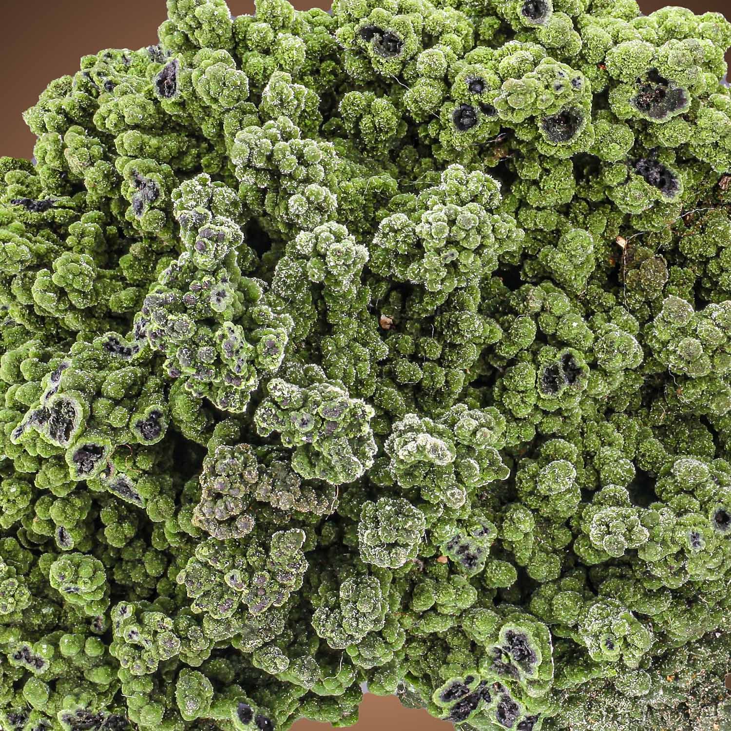 Wendel-Minerals | Item: 2466 - Mottramite-Tsumeb Mine | Tsumeb ...