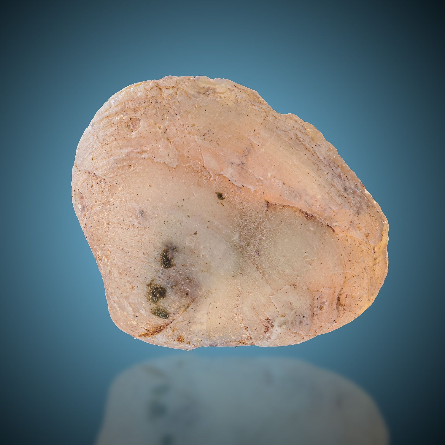 Wendel-Minerals | Item: 5258 - Opalized Shell-Coober Pedy | Central ...