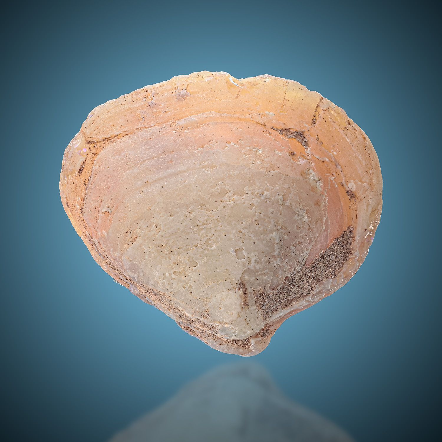 Wendel-Minerals | Item: 5258 - Opalized Shell-Coober Pedy | Central ...